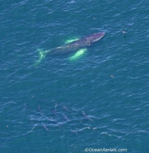 Aerial Photography of Fish and Marine Life | Marlin