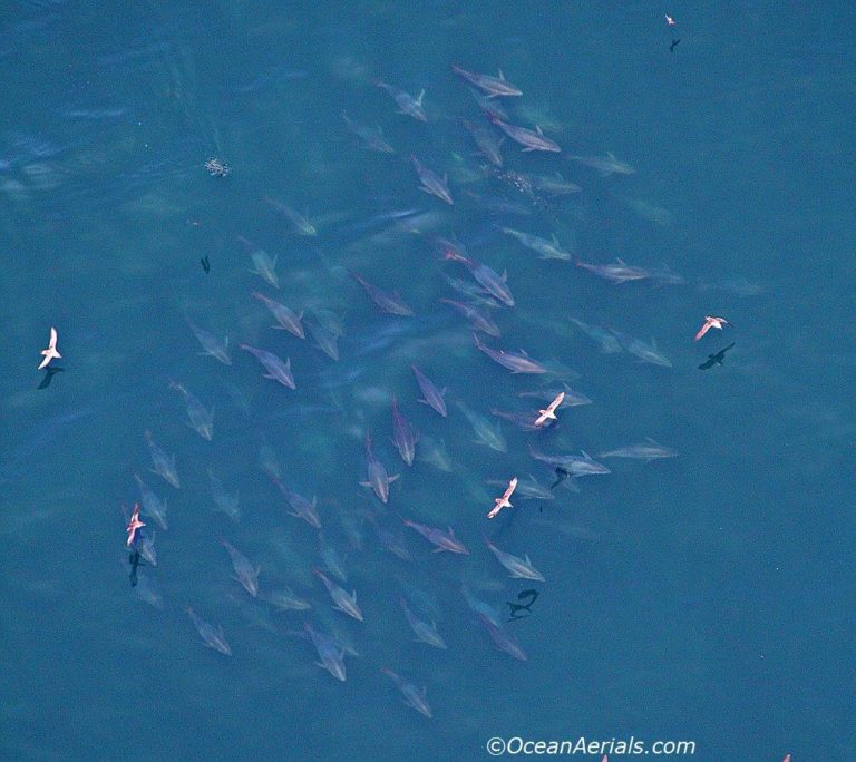 Aerial Photography of Fish and Marine Life | Marlin
