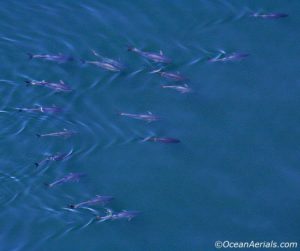 Aerial Photography of Fish and Marine Life | Marlin