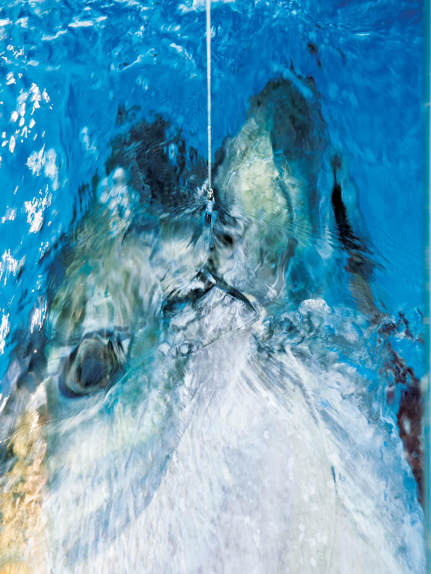 La Gomera | Blue Marlin | Marlin