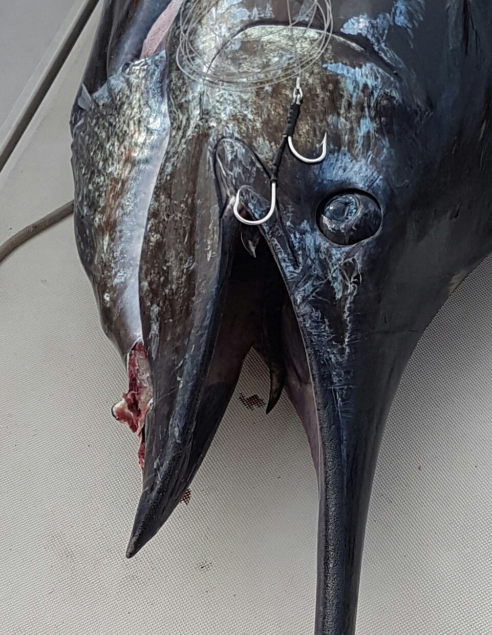 1,000-Pound Blue Marlin of 2017 | Marlin