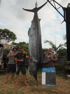 1,000-Pound Blue Marlin of 2017 | Marlin