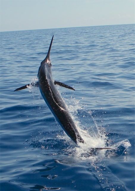 Girl On The Wire! | Marlin