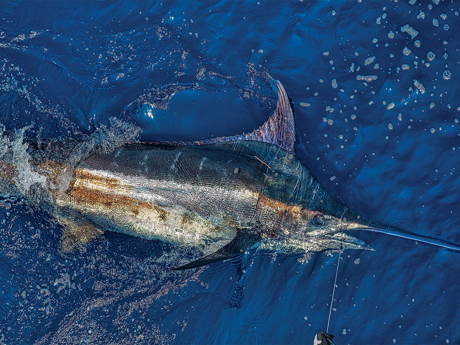 The Price of Life: Behind the World’s Richest Billfish Tournaments | Marlin
