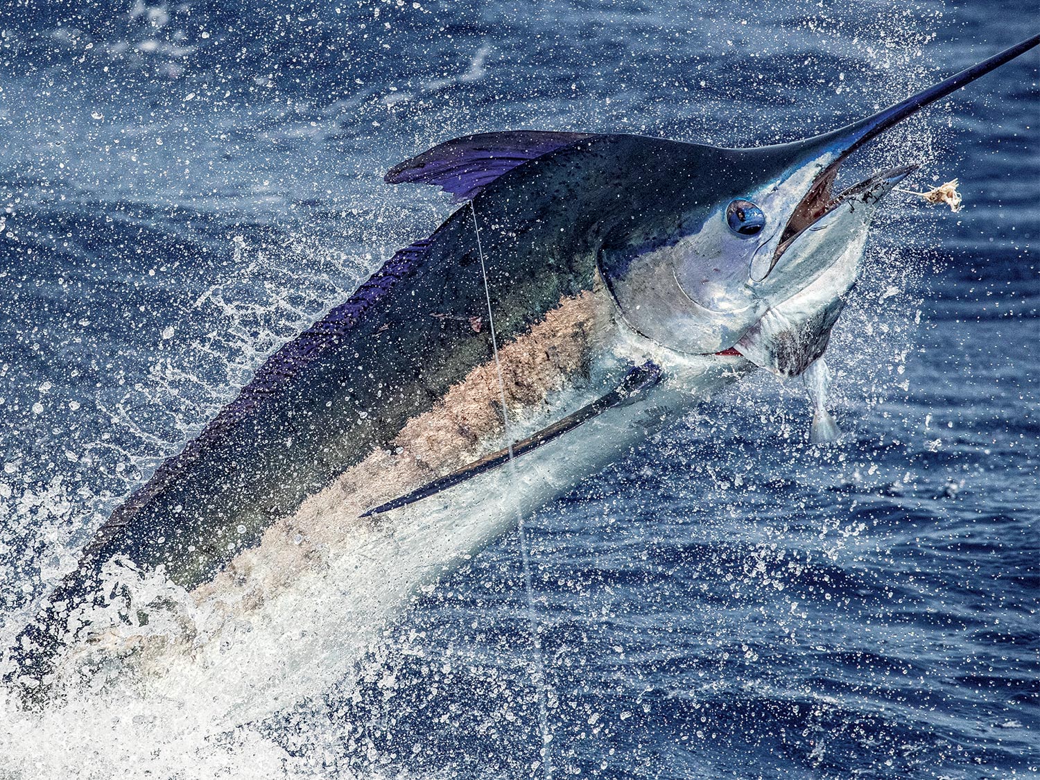 Golfito’s Blue Gold | Marlin