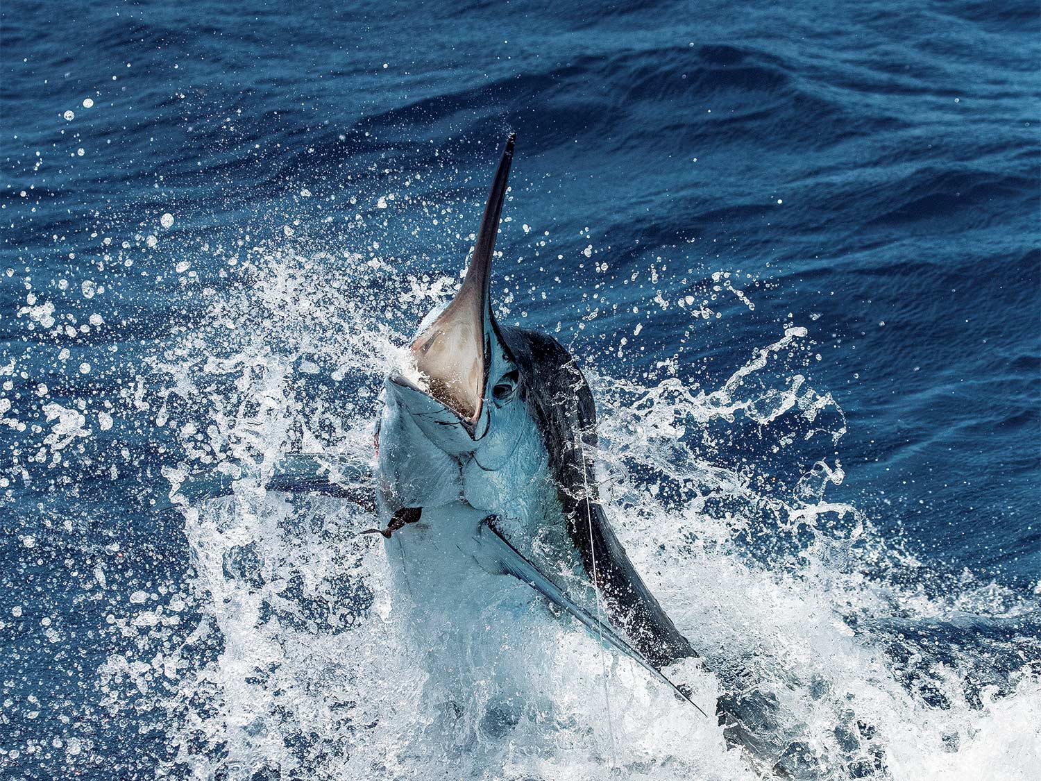 Marlin Fishing in the Pocket | Marlin