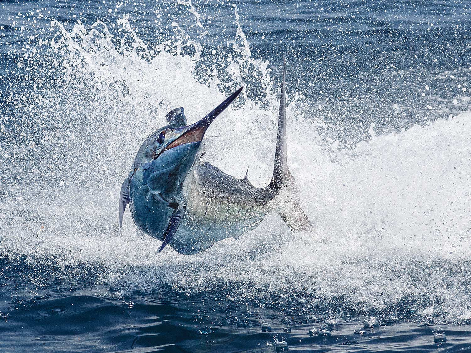 Promises, Second Chances and Letting Go | Marlin