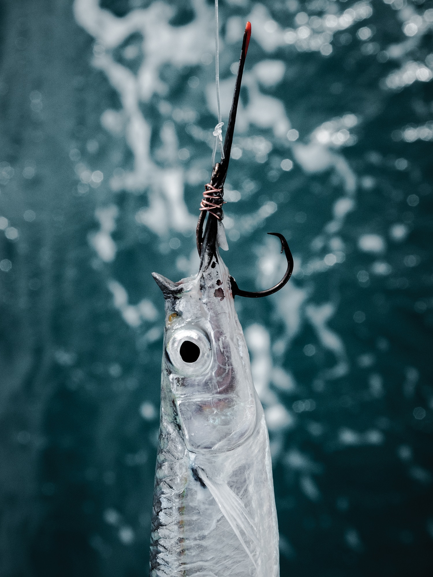 Best Sailfish Fishing Spots Florida, Tackle, Tips | Marlin