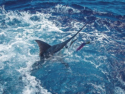 How to Rig Marlin Lures | Marlin