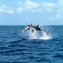 Mako Attacks Sailfish | Marlin