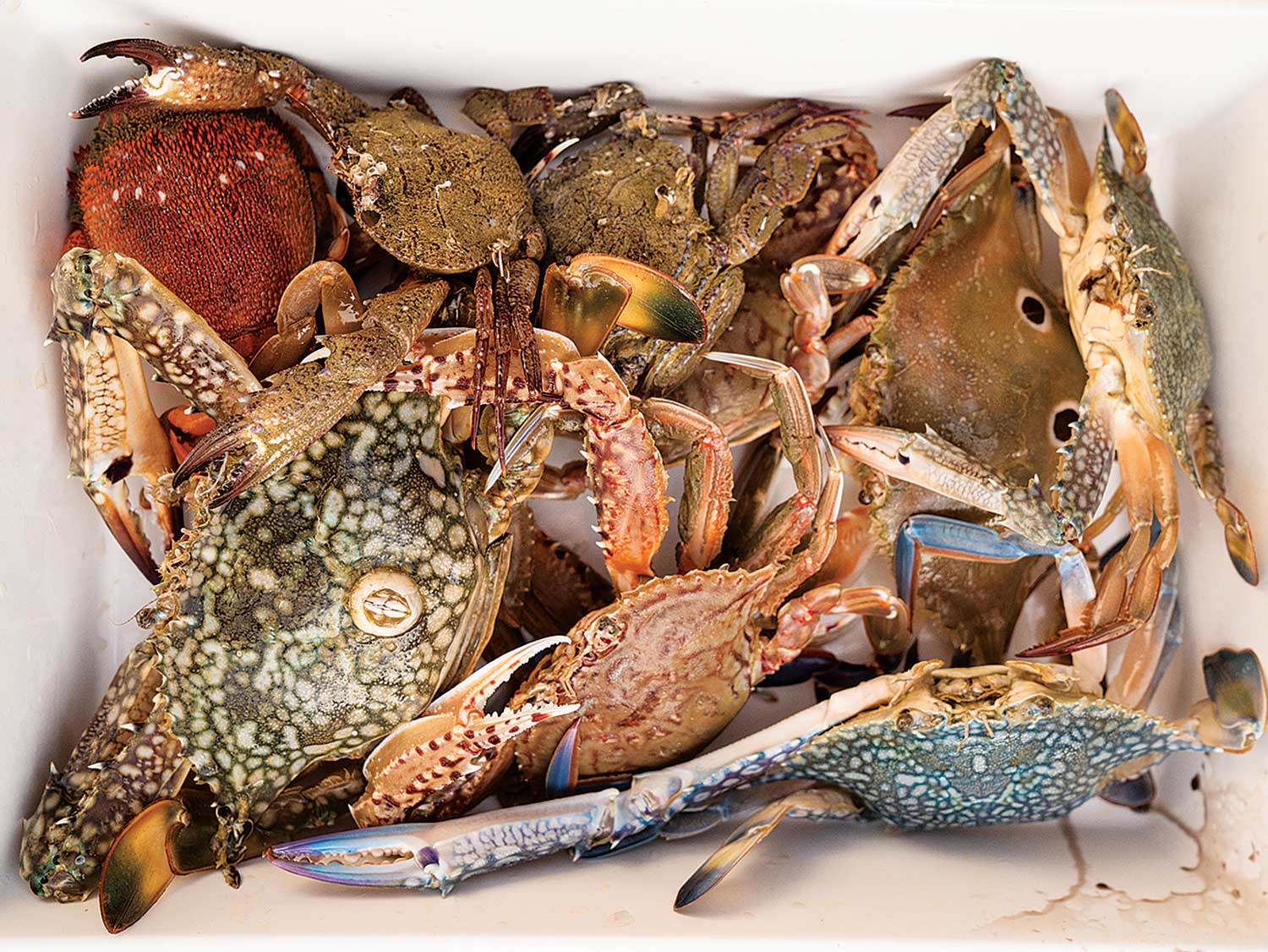 Andaman Sea Adventure | Marlin