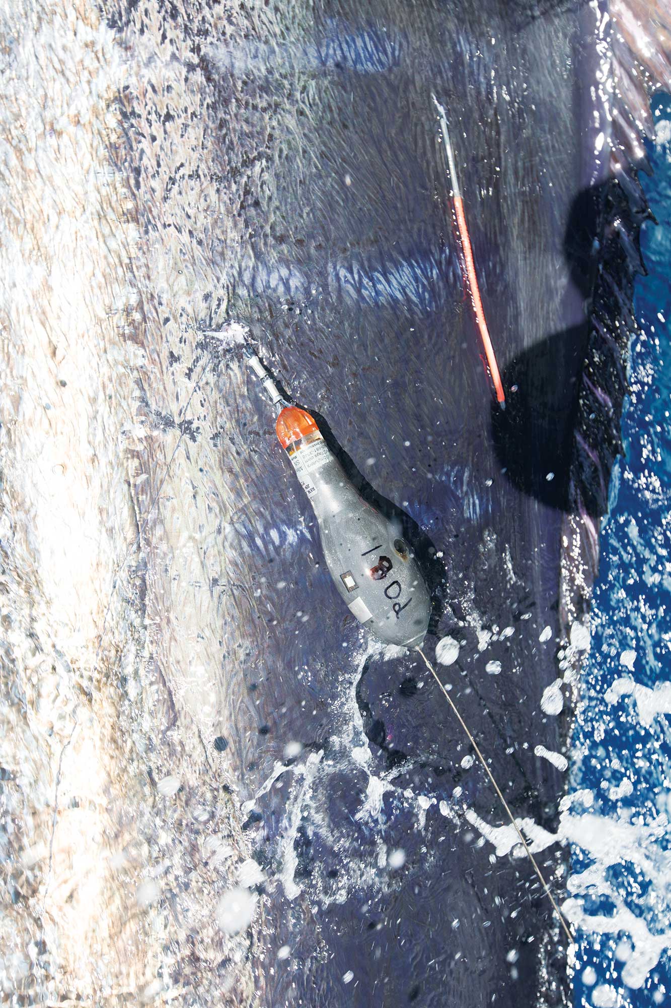 Marlin Migration Patterns Revealed in New Study | Marlin