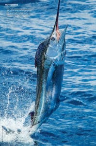 Top 20 Hot Shots | Marlin