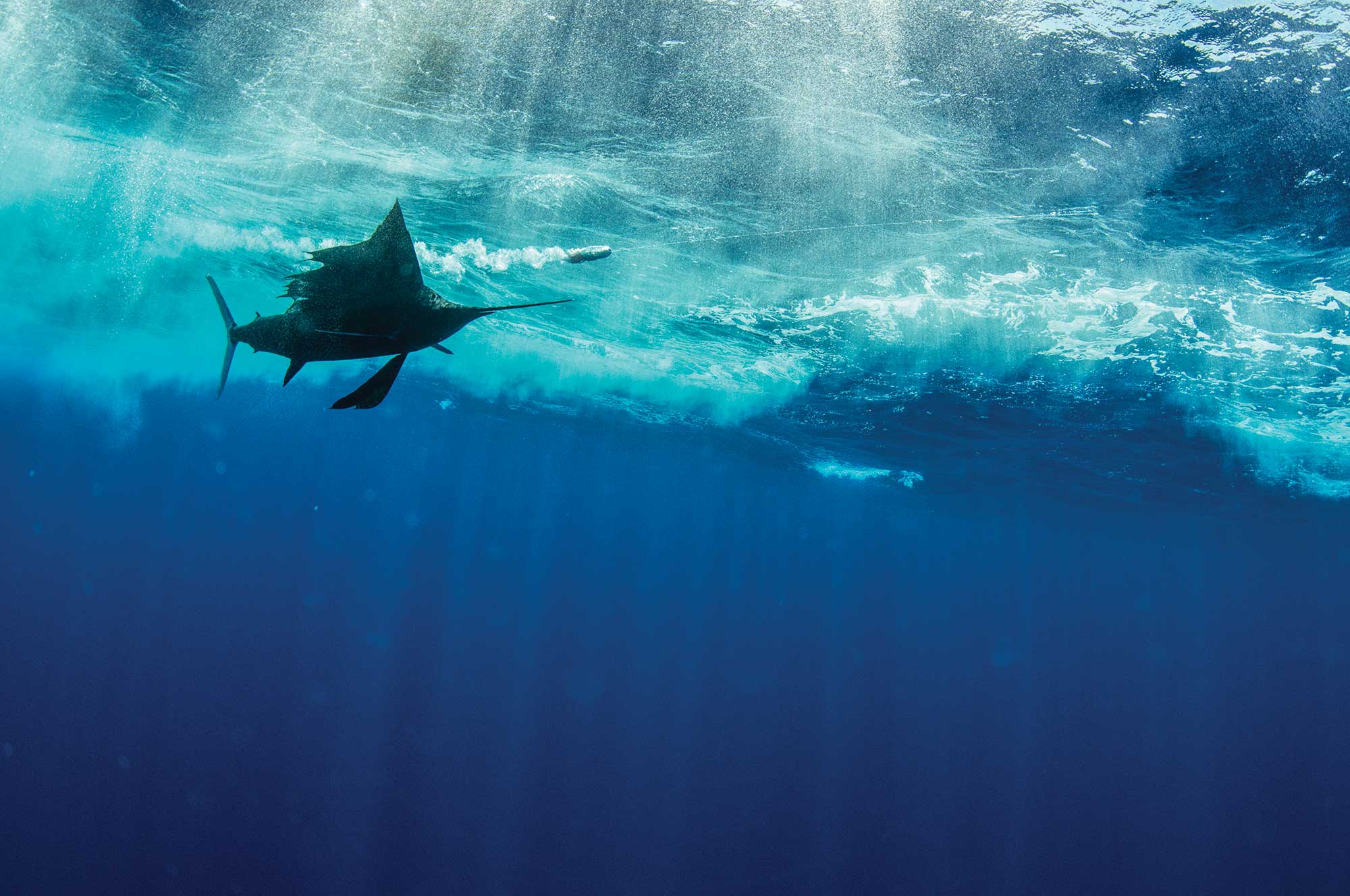 A Better Teaser Set-Up | Marlin