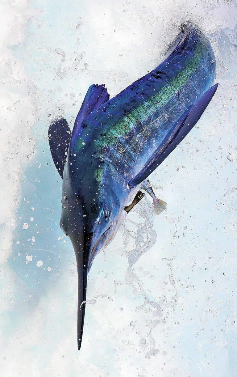 White Marlin Fishing Action in Cap Cana | Marlin