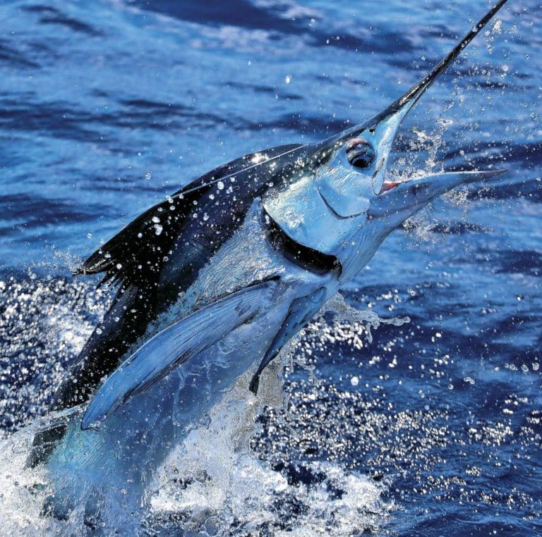 White Marlin Fishing Action in Cap Cana | Marlin