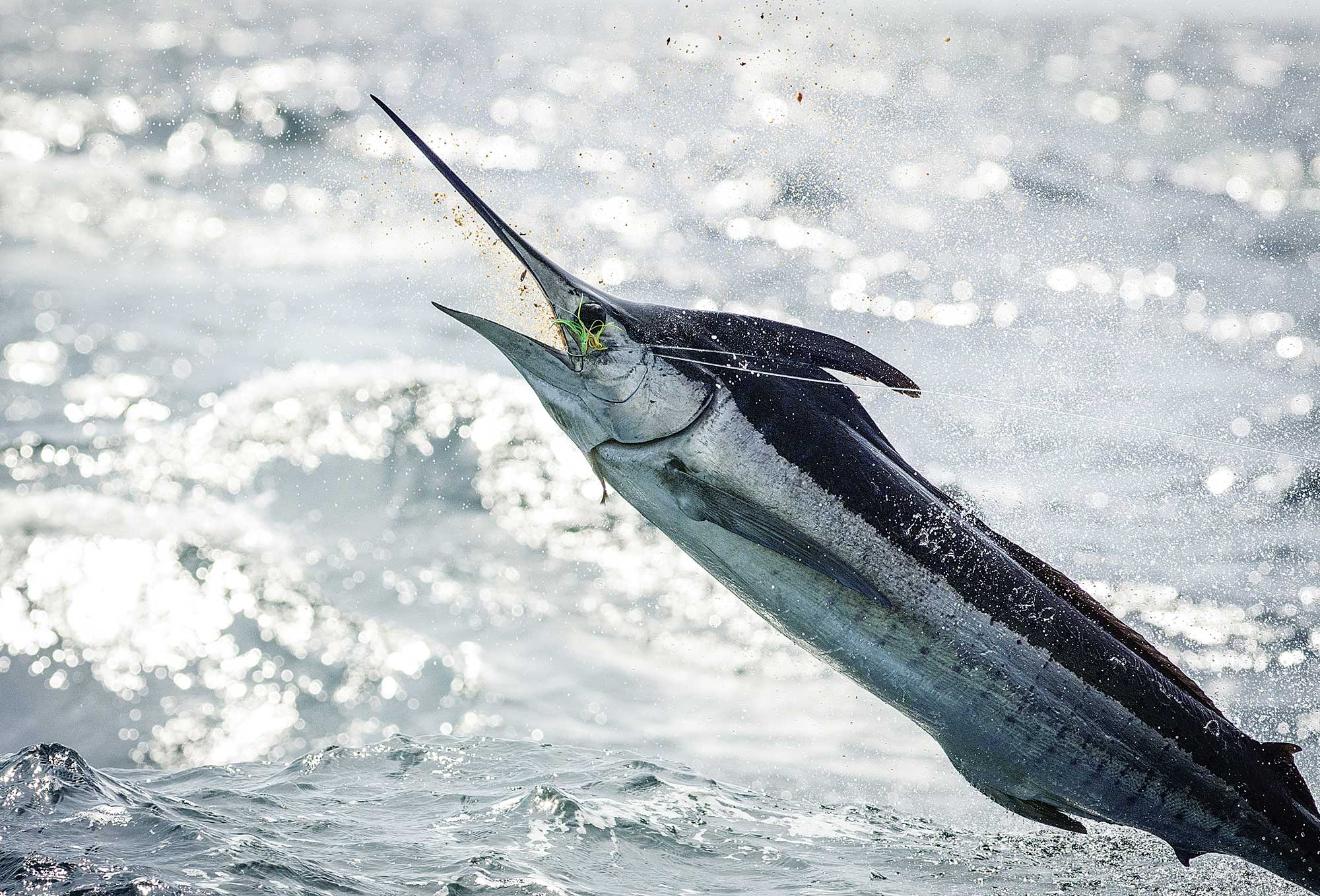 Cape May Marlin Fishing | Marlin