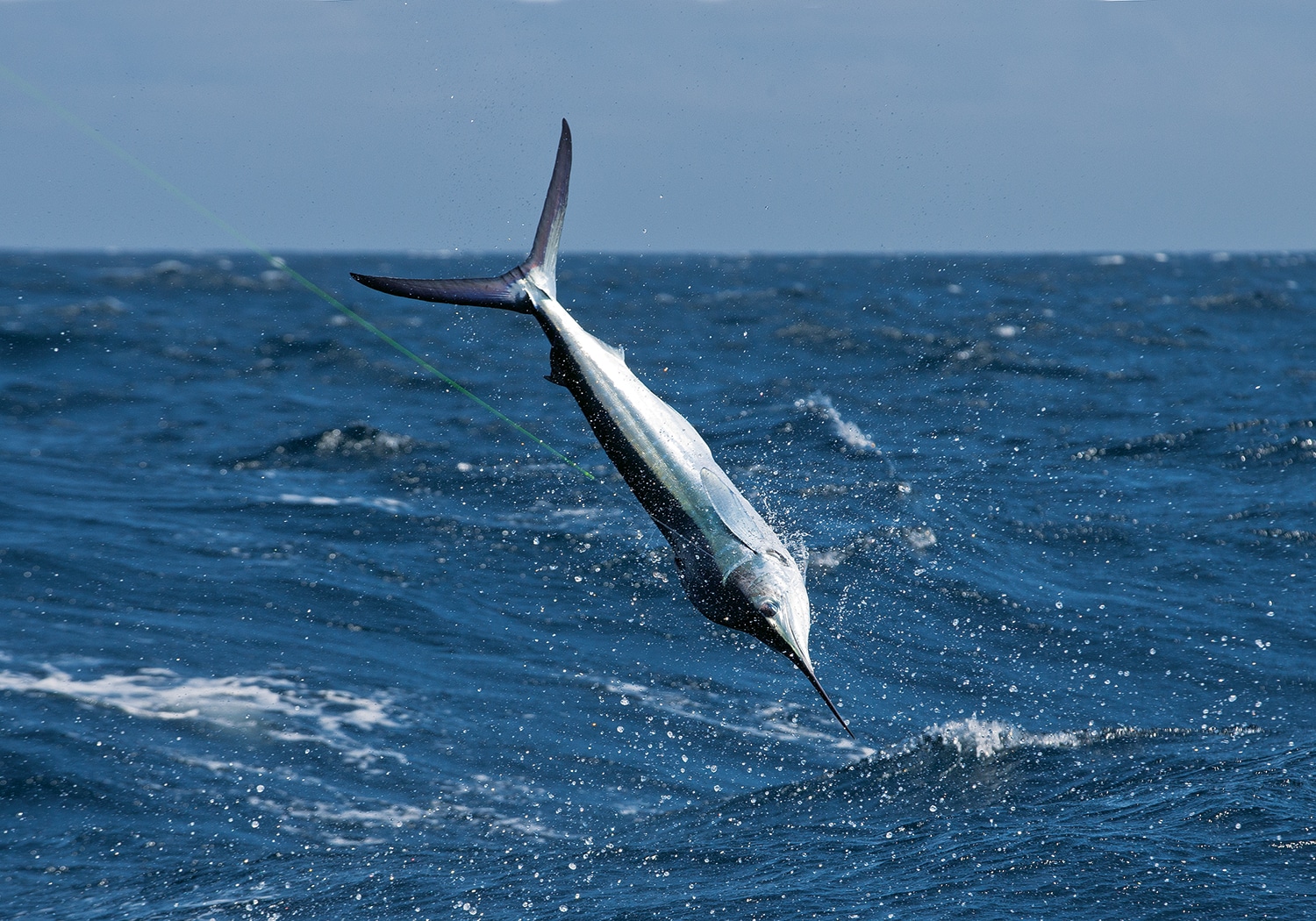 White Marlin Fishing Increases in Popularity | Marlin