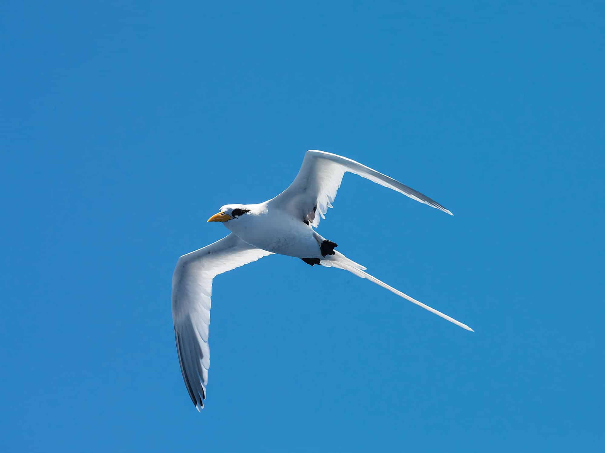 Catch More Fish Using Birds | Marlin