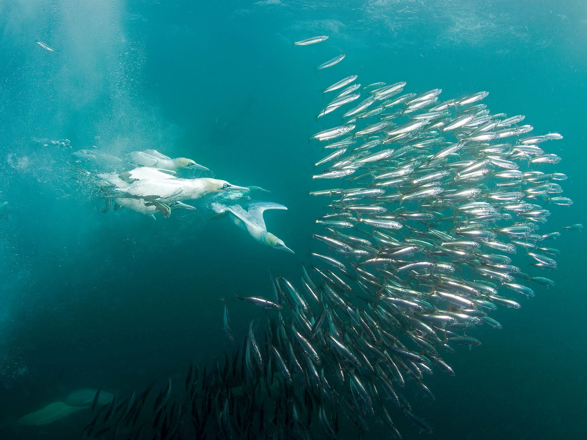 Catch More Fish Using Birds | Marlin