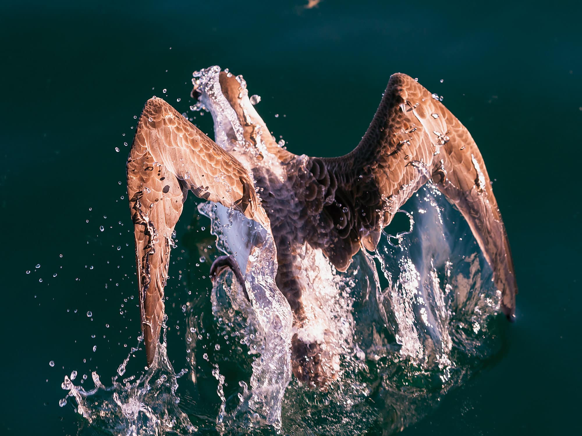 Catch More Fish Using Birds | Marlin