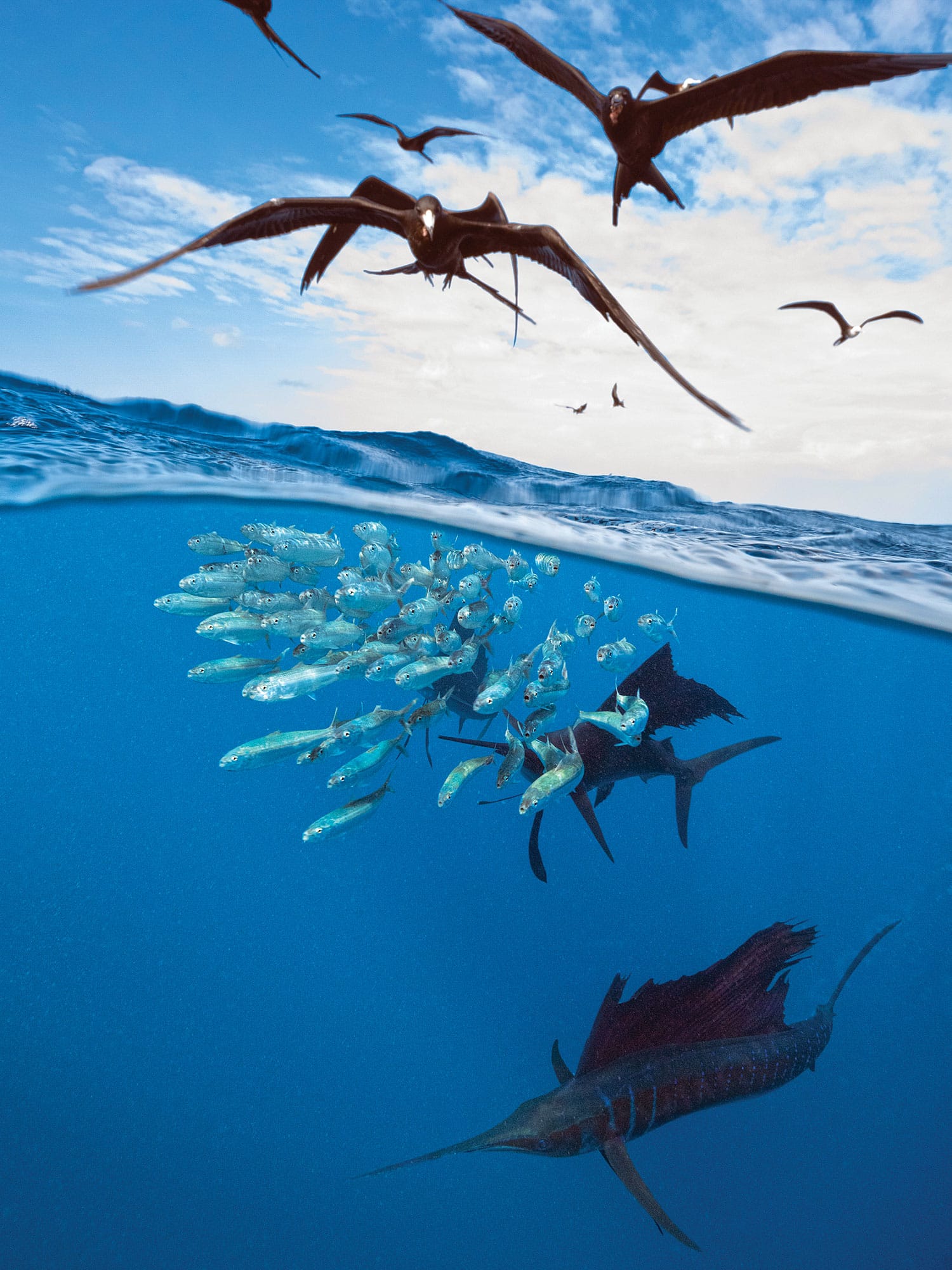 Catch More Fish Using Birds | Marlin