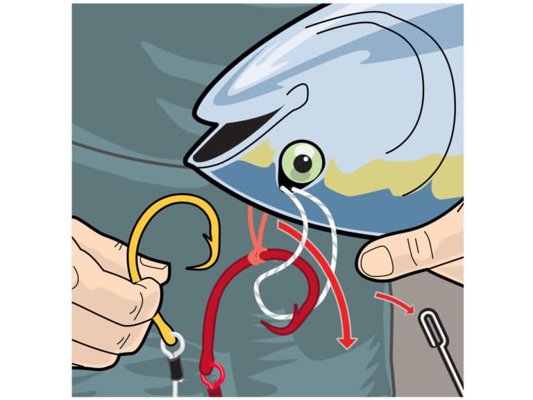 Live Bait Rig Tips for Marlin | Marlin