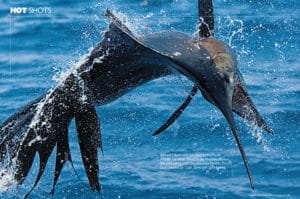 Top 20 Hot Shots | Marlin