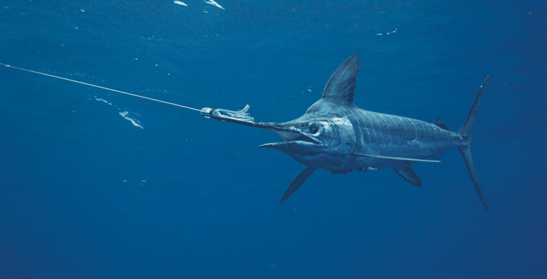 Striped Marlin Fishing in New Zealand | Marlin