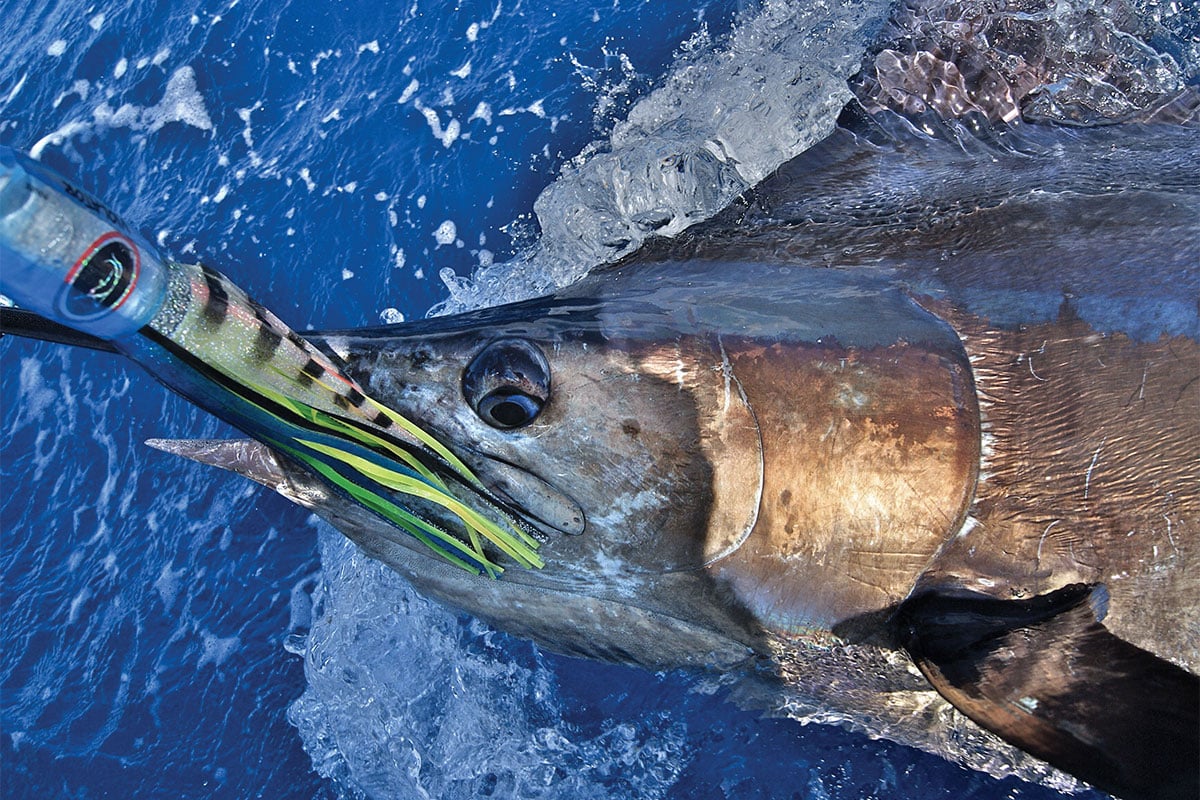 Exmouth, Australia Marlin Fishing | Marlin