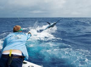 Blue Marlin Fishing off the Azores | Marlin