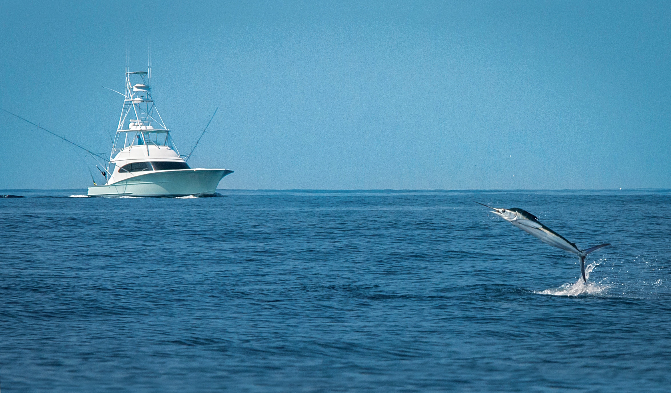 White Marlin Fishing