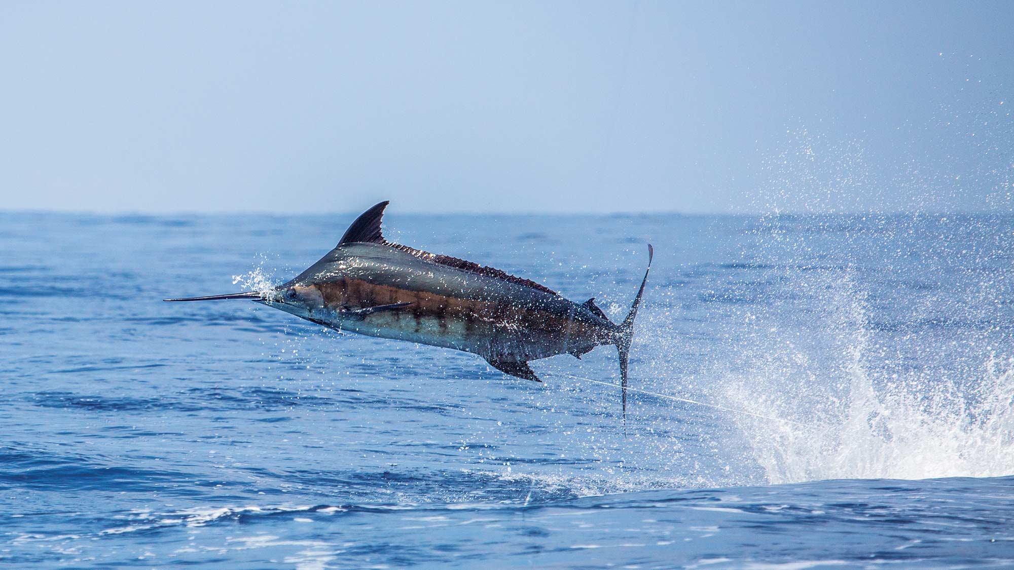 How to Transition From Mate to Boat Captain | Marlin