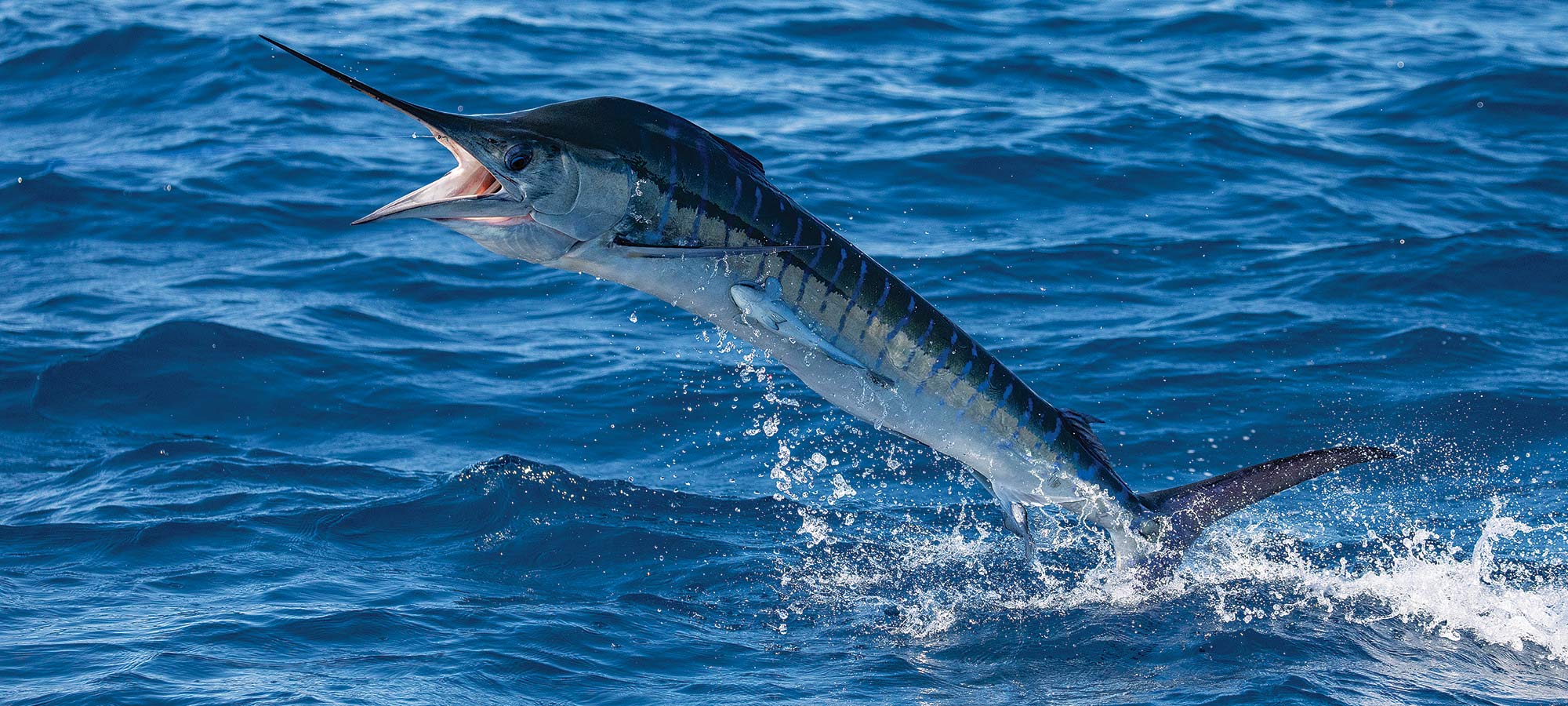 Dress Up Your Dead-Bait Spread With These Rigging Techniques | Marlin