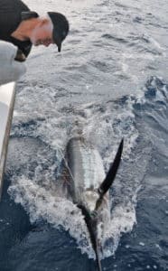 Marlin and The Moon | Marlin