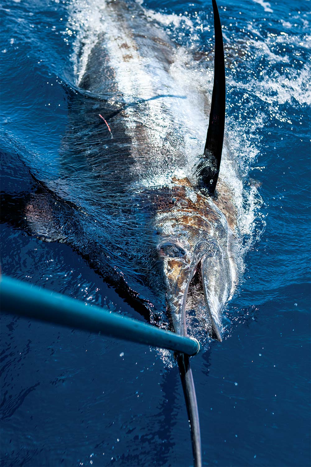 Marlin & Sailfish, Fraser Island, Australia | Marlin