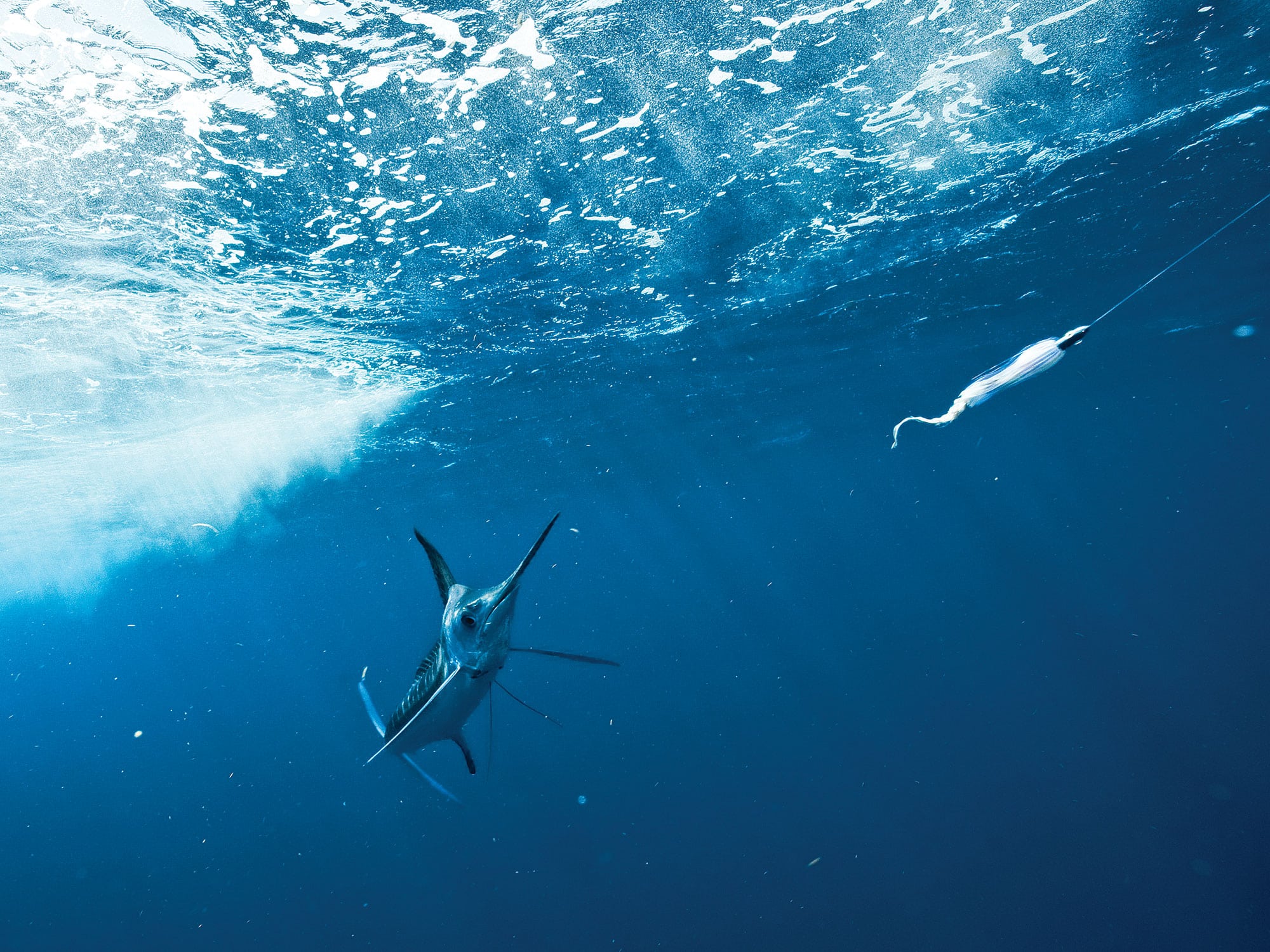 Marlin Fishing Teaser Tactics, Bait and Switch | Marlin