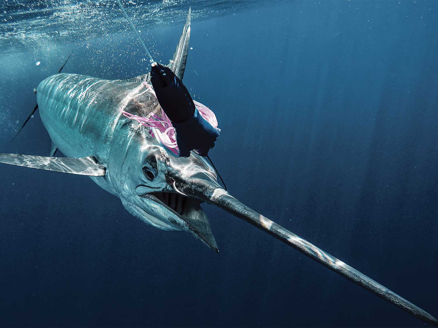 Crafting Custom Marlin Lures | Marlin