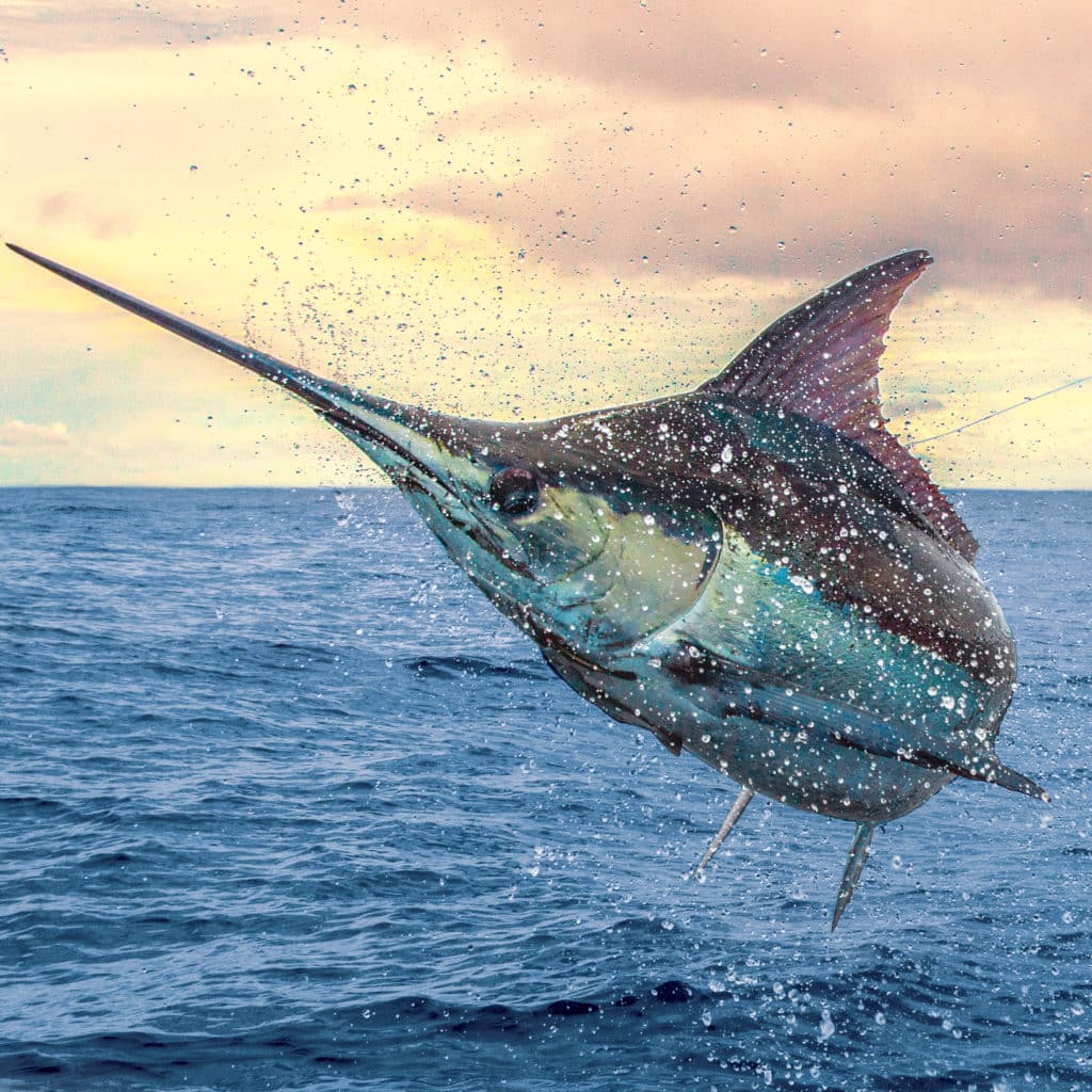 Blue Marlin Photo Magic | Marlin