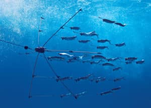 Dredge Fishing Setups and Tips | Marlin