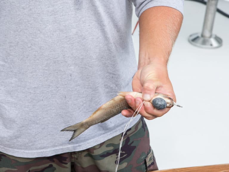 How to Rig Mullet for Dredge Fishing | Marlin