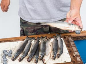 How to Rig Mullet for Dredge Fishing | Marlin