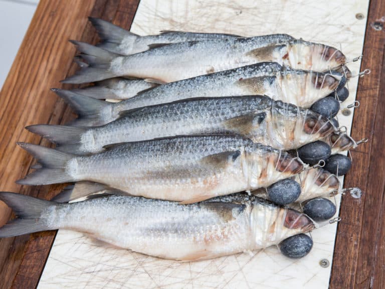 How to Rig Mullet for Dredge Fishing | Marlin