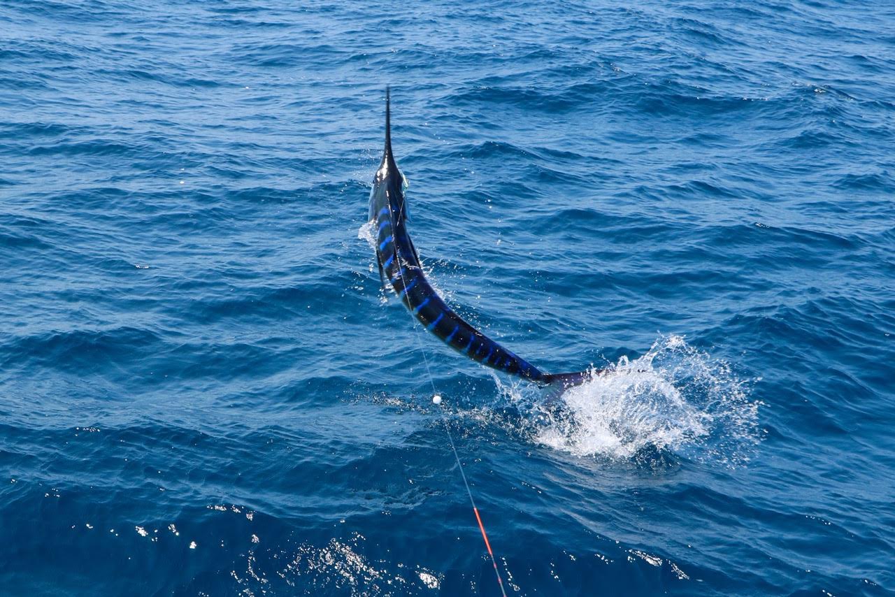 Royal Billfish Slam on Fly Achieved by South Florida Angler | Marlin
