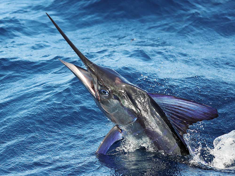 Striped Marlin Jumping