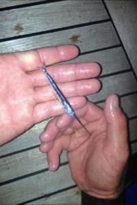 Baby Billfish Photos | Marlin