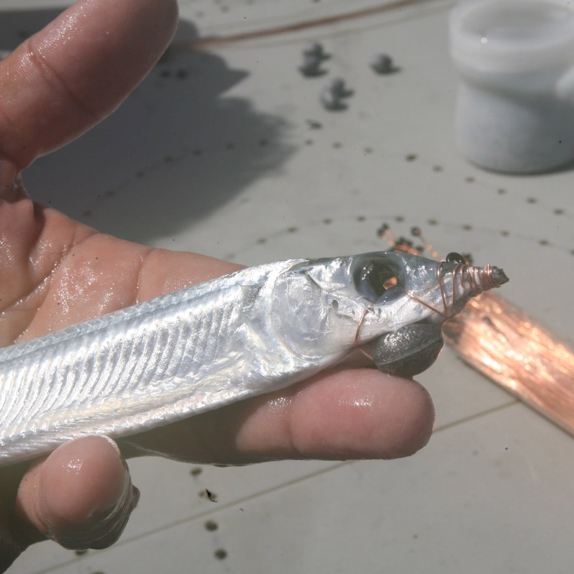 Rubber Biscuit Rig for Ballyhoo | Marlin