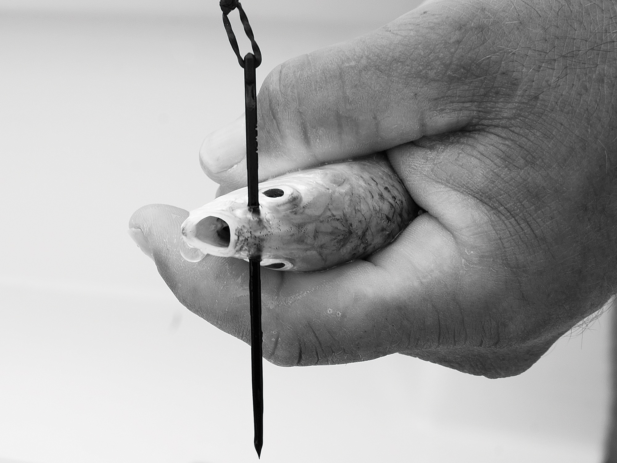 Live Bait Pro Tips for Sailfish and Marlin | Marlin