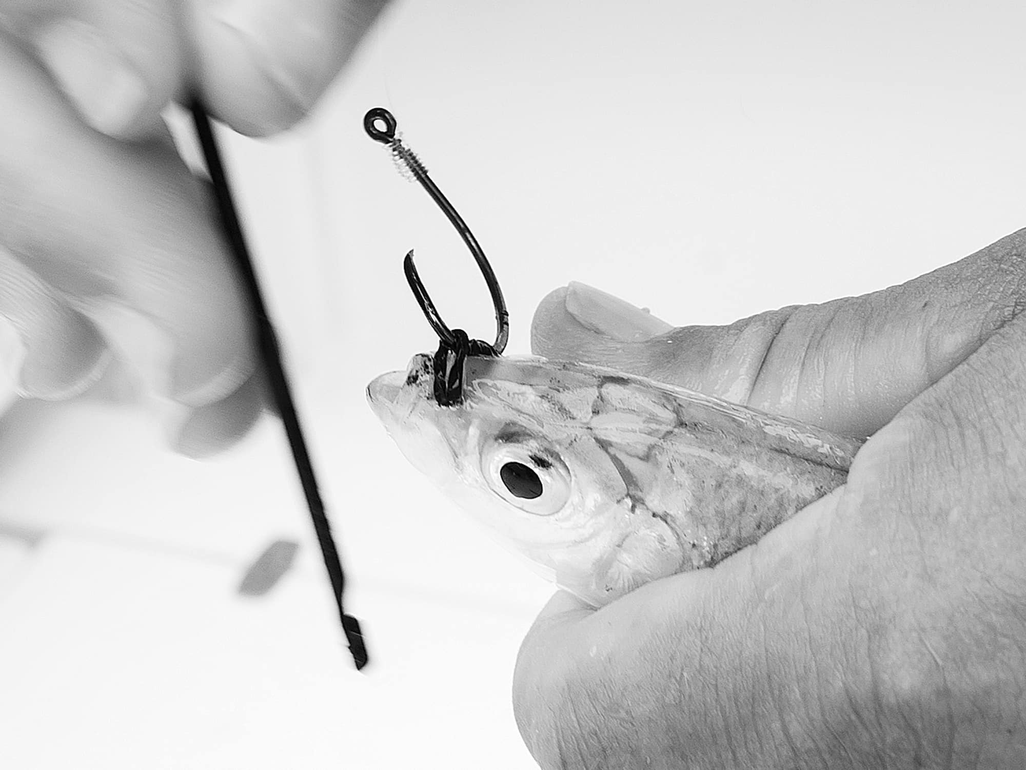 Live Bait Pro Tips for Sailfish and Marlin | Marlin