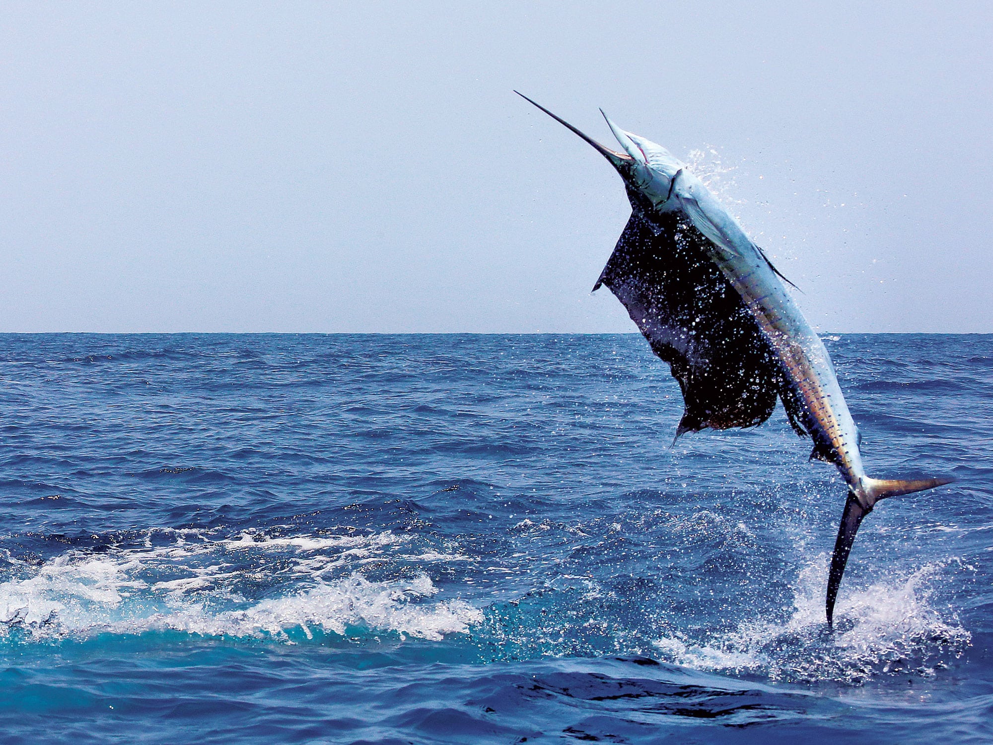 The Unexplored Southern Caribbean | Marlin